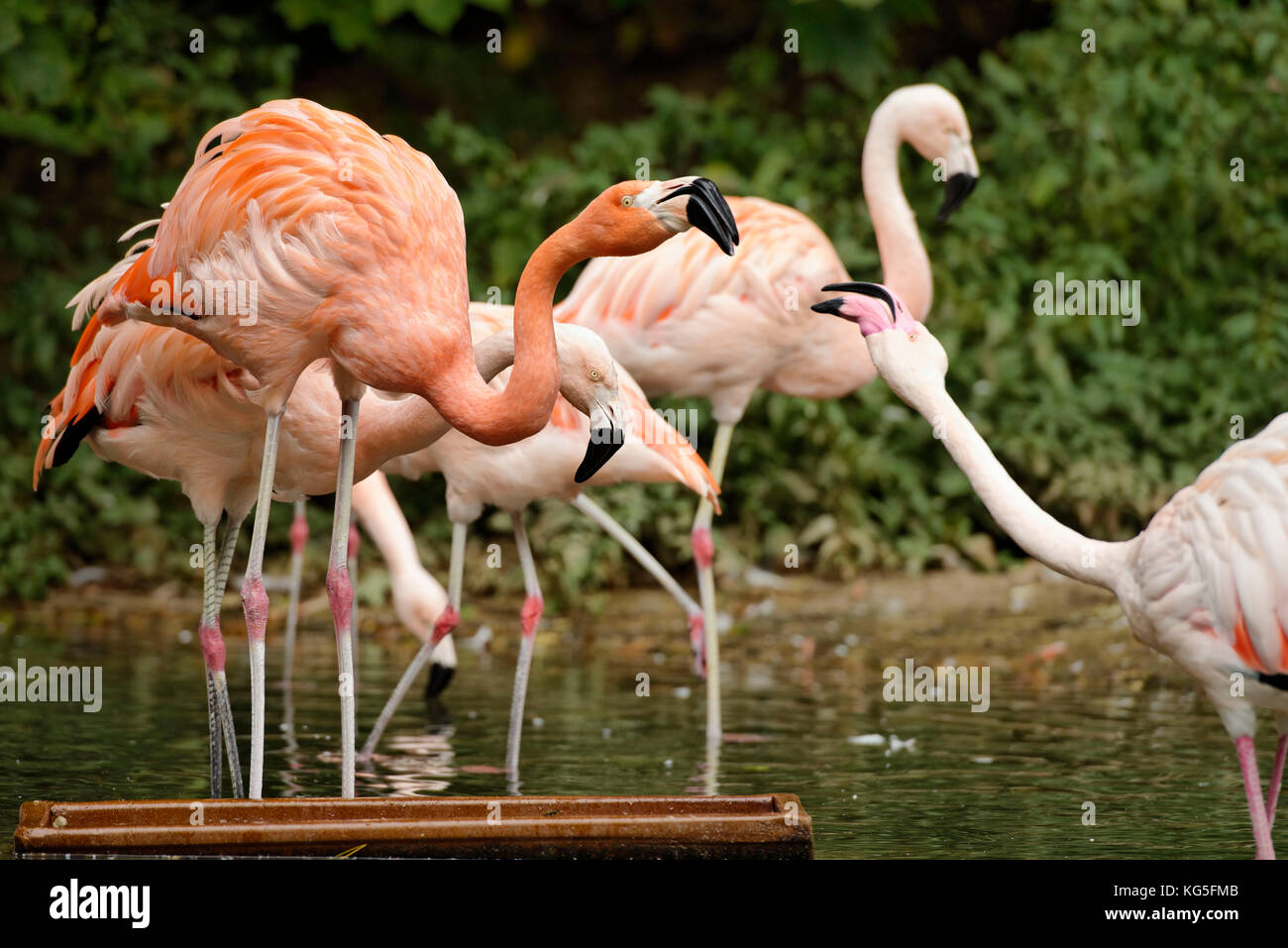 Flamingos in the zoo Marl, North Rhine-Westphalia, Germany Stock Photo ...