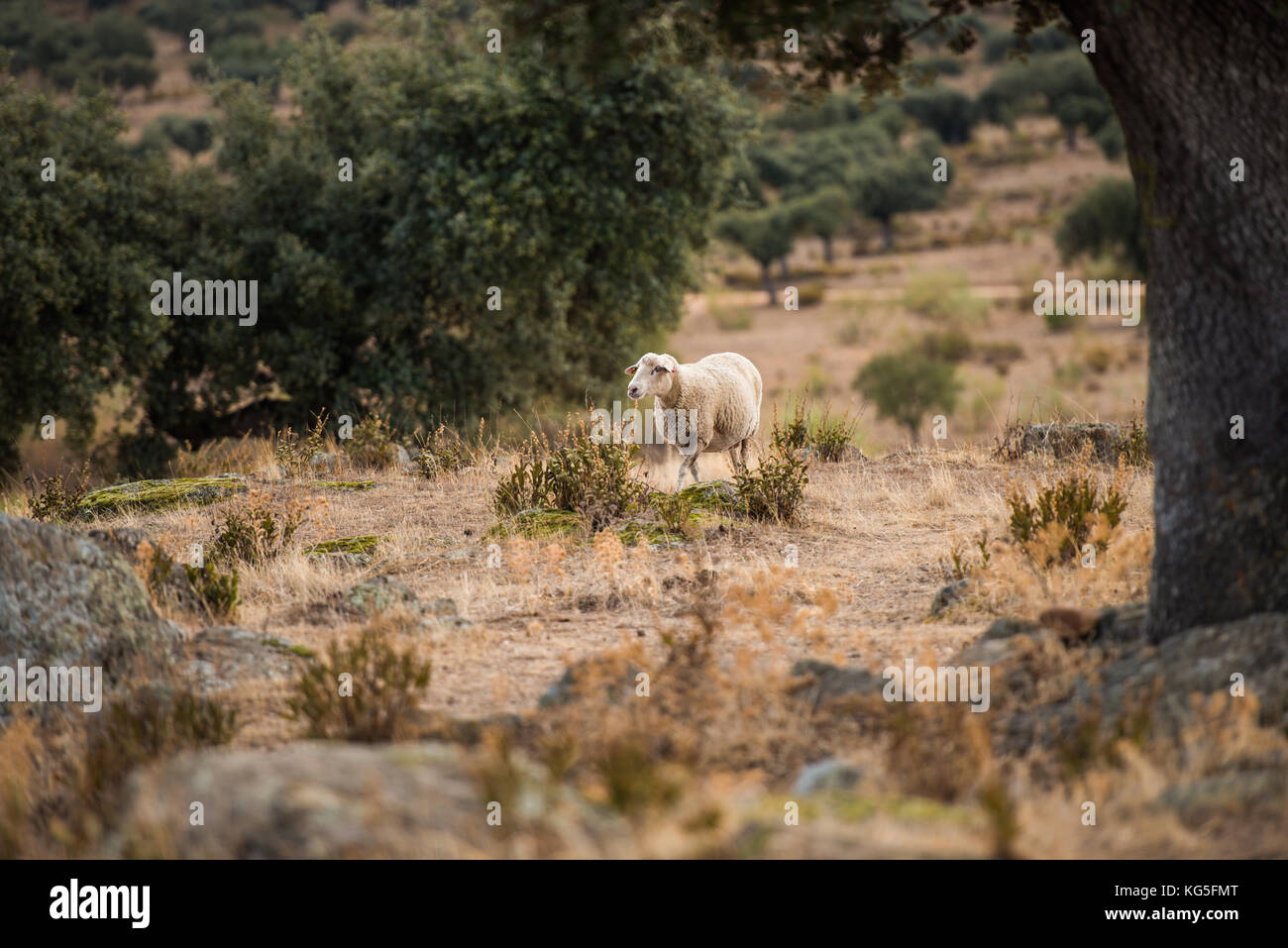 Stray sheep hi-res stock photography and images - Alamy