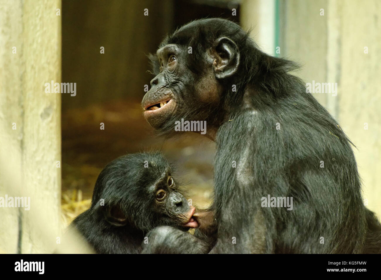 Chimpanzee with baby in the zoo Stock Photo - Alamy