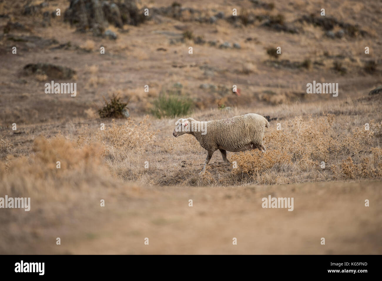 Lost Sheep High Resolution Stock Photography and Images - Alamy