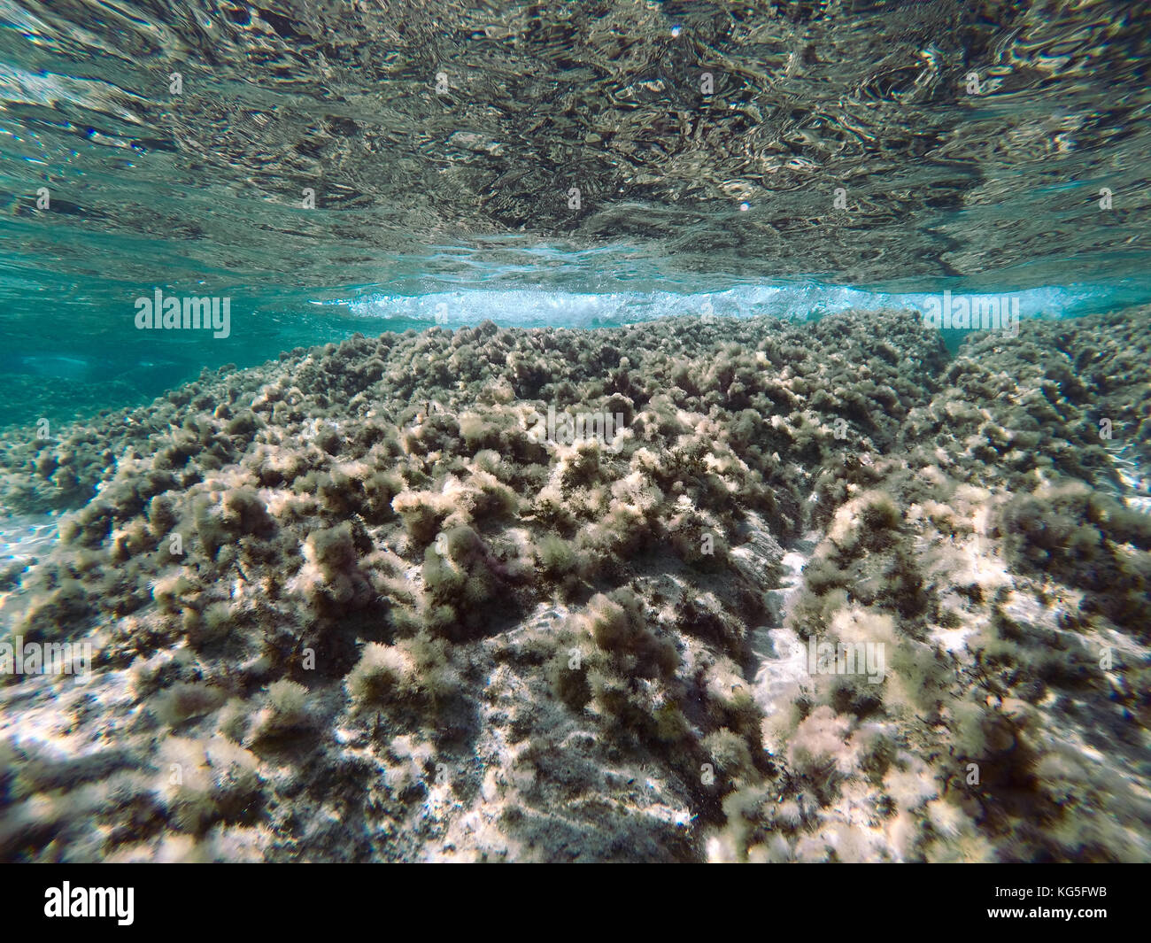 Underwater sea scene Stock Photo - Alamy