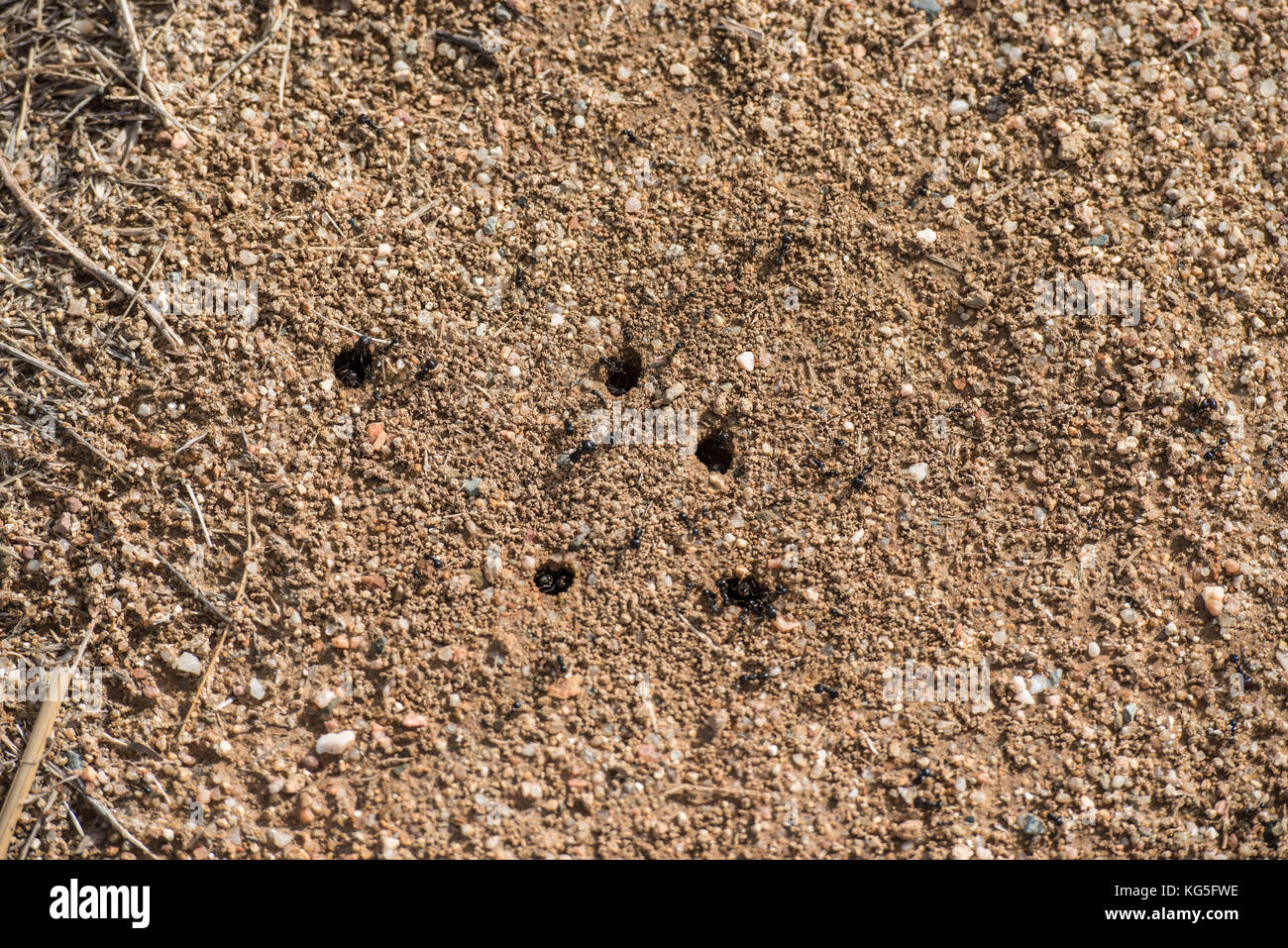 Holes of an anthill in a dry and arid soil Stock Photo - Alamy