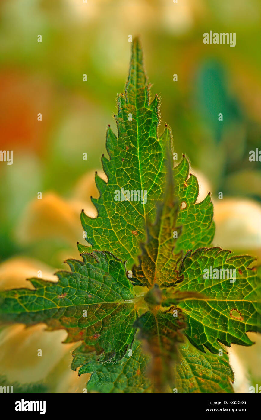 Crosswise arranged leaves of the white archangel hi-res stock ...
