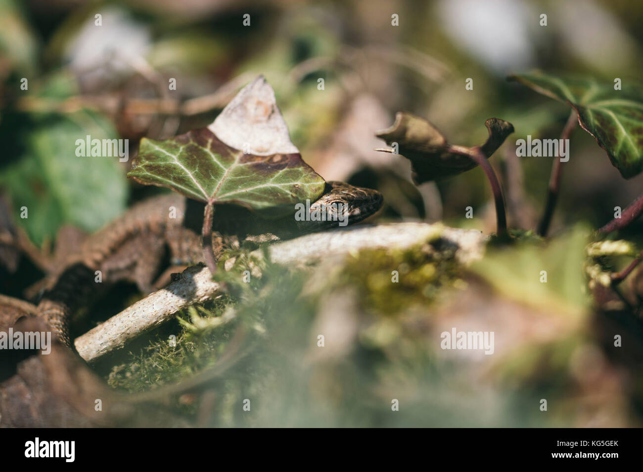 A lizard in the warming sun Stock Photo - Alamy
