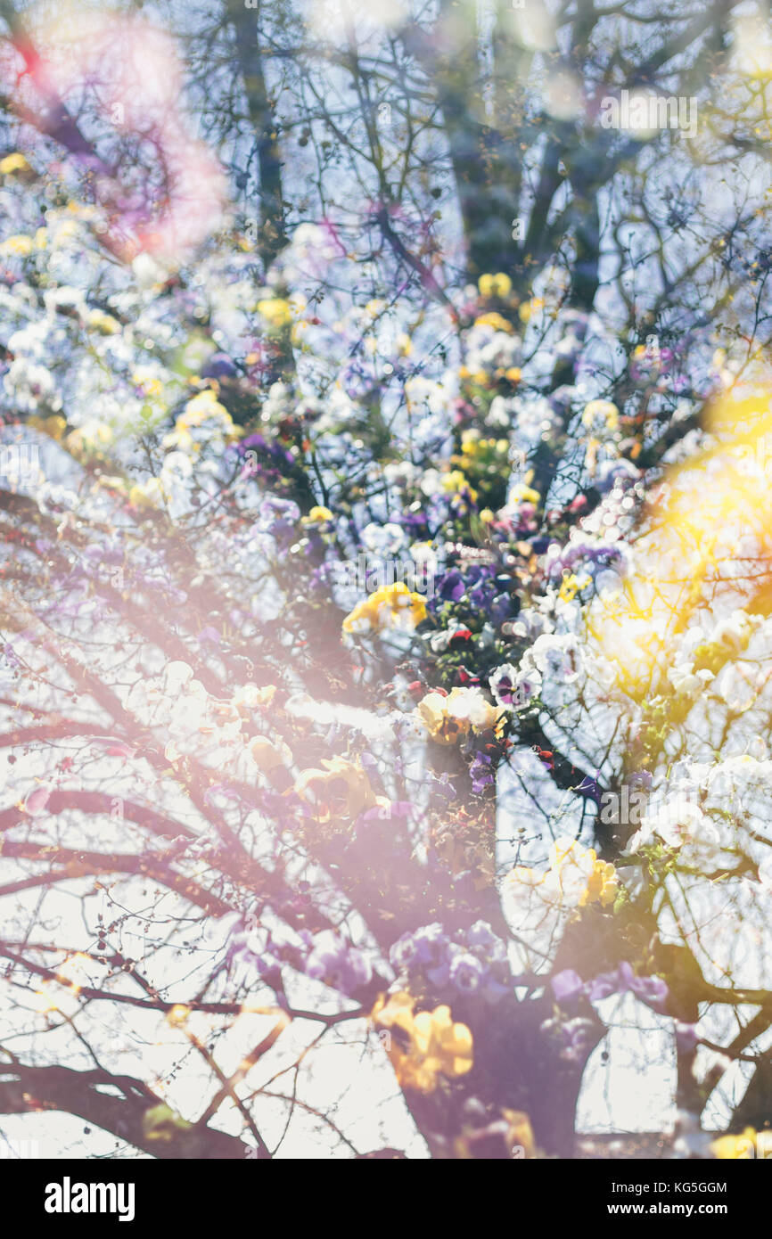 Exposure tree hi-res stock photography and images - Alamy