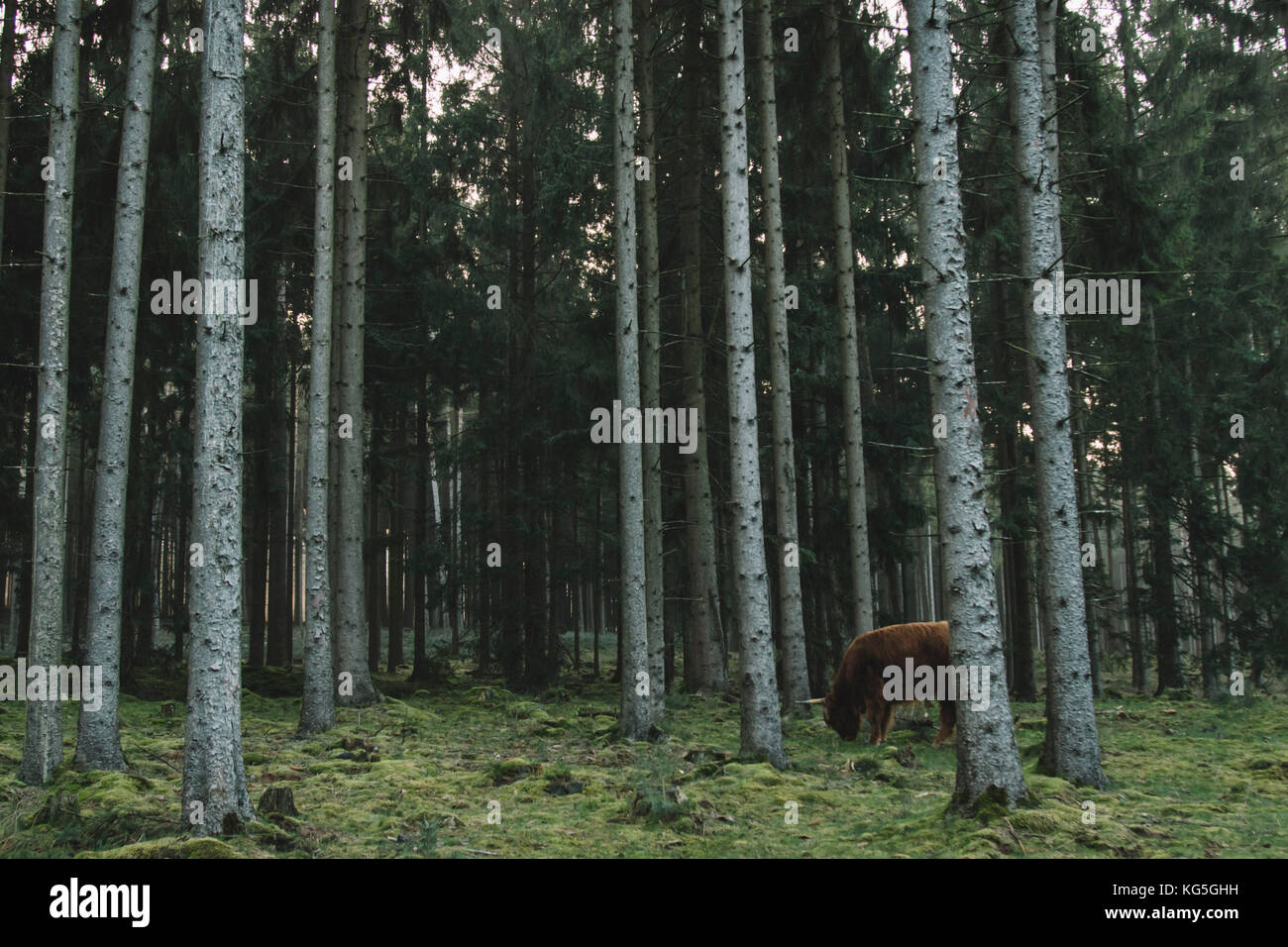 Teutoburg Forest all around Oerlinghausen Stock Photo - Alamy