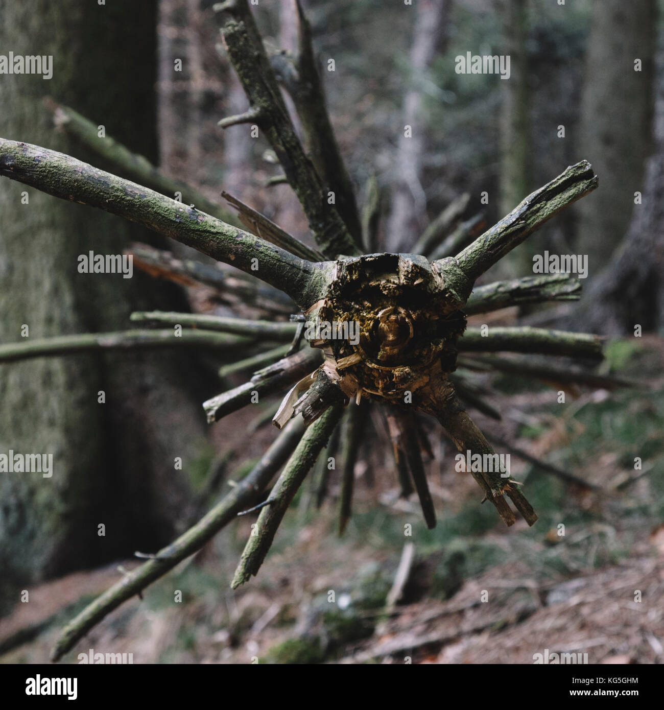 Broken branches hi-res stock photography and images - Alamy