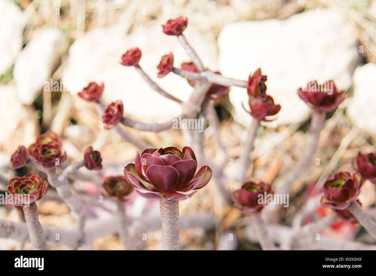 tree houseleek alias Aeonium Stock Photo - Alamy