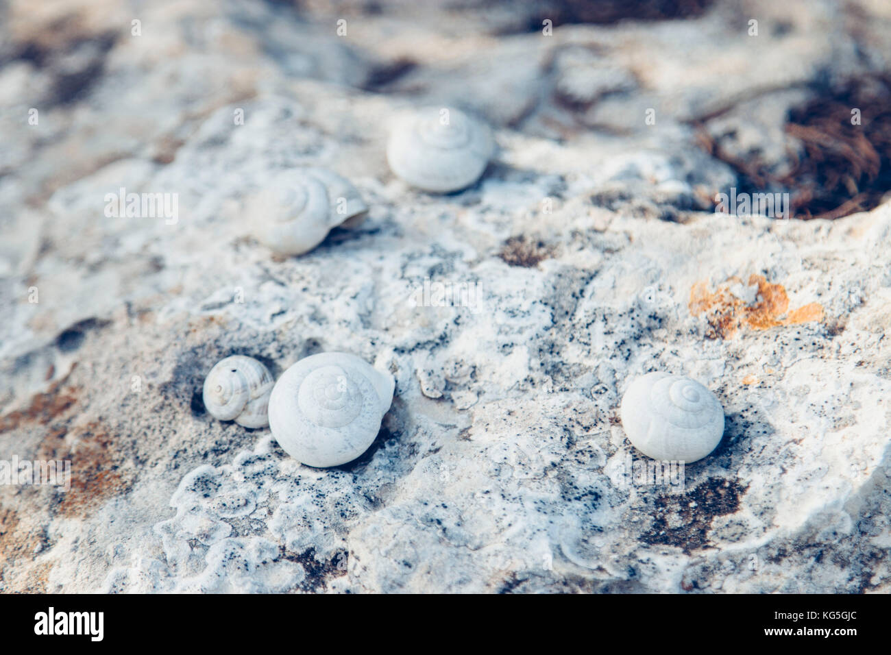 Snail shells hi-res stock photography and images - Alamy