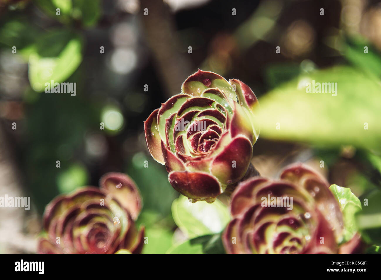 tree houseleek alias Aeonium Stock Photo - Alamy