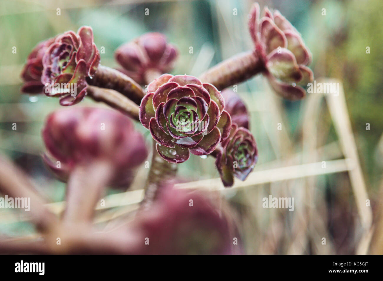 tree houseleek alias Aeonium Stock Photo - Alamy