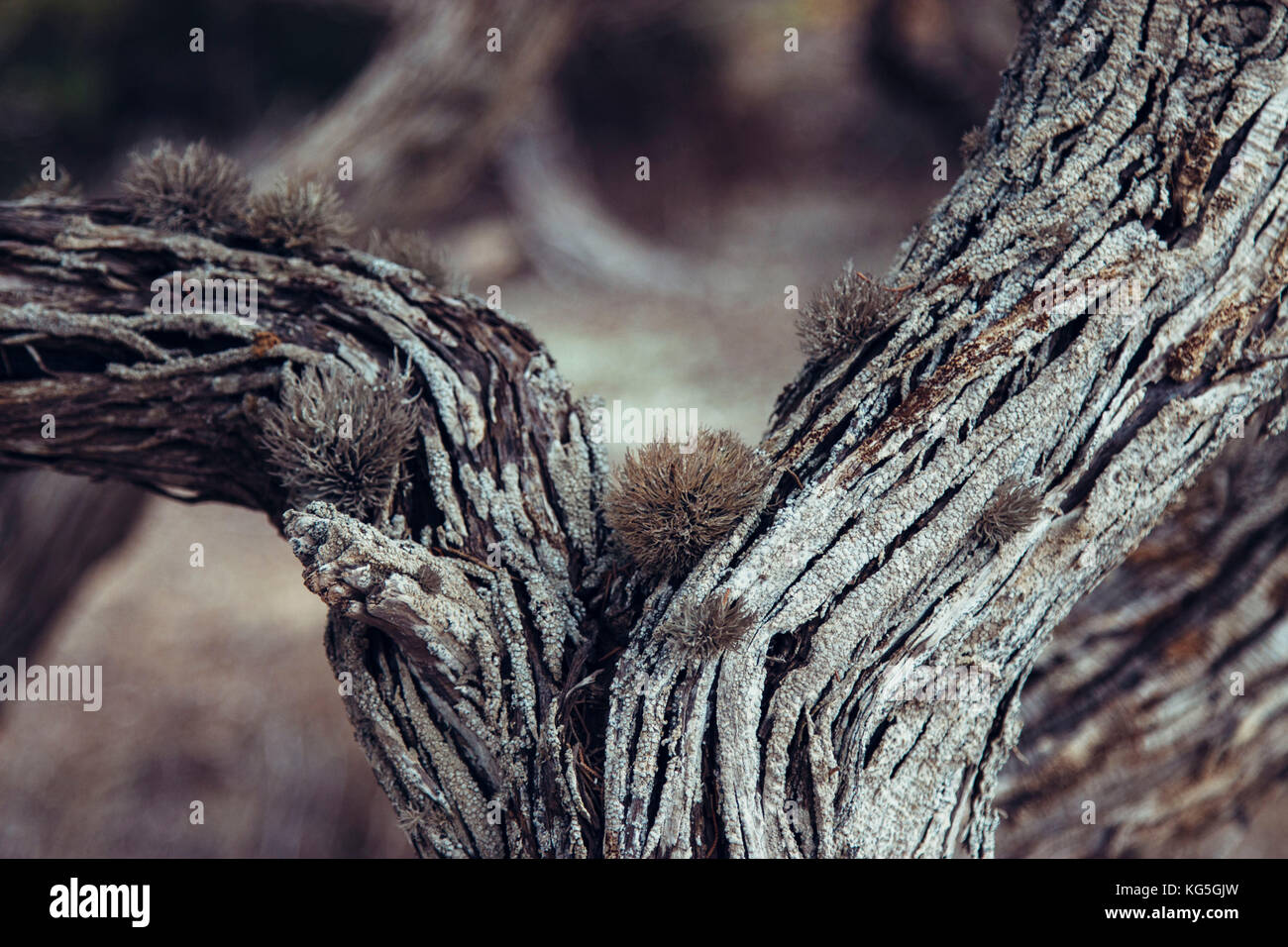 A pine trunk hi-res stock photography and images - Alamy