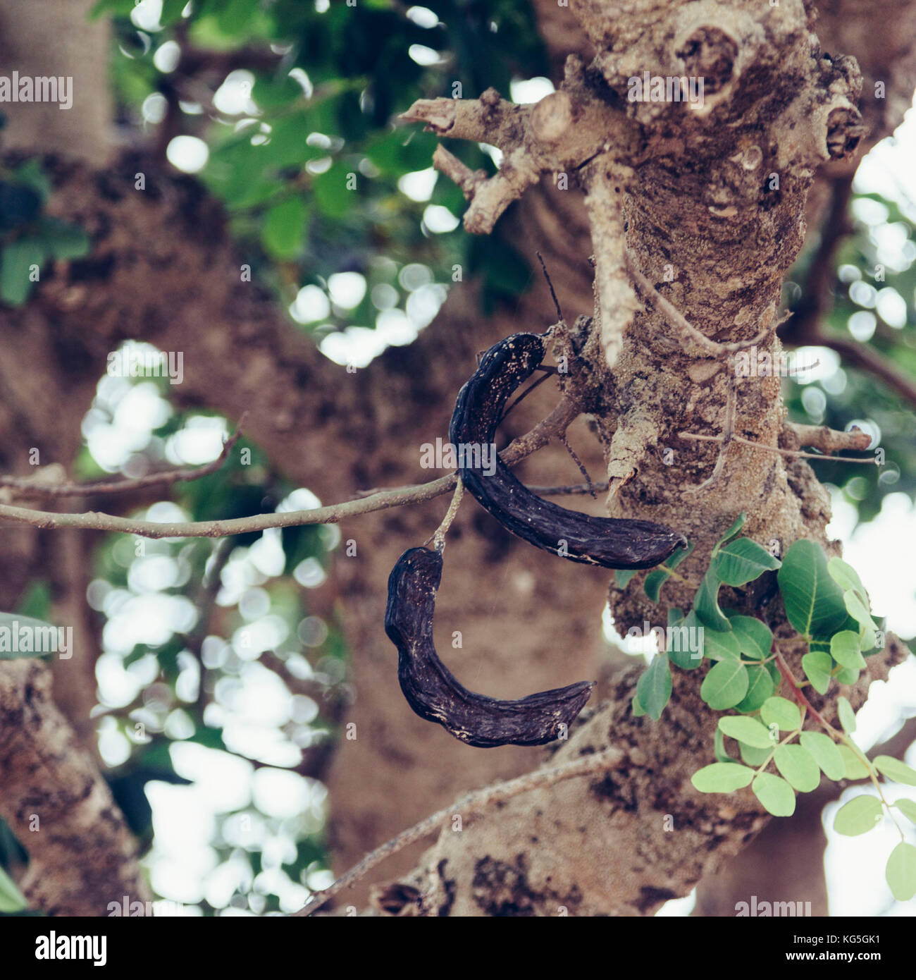 Carob tree hi-res stock photography and images - Alamy