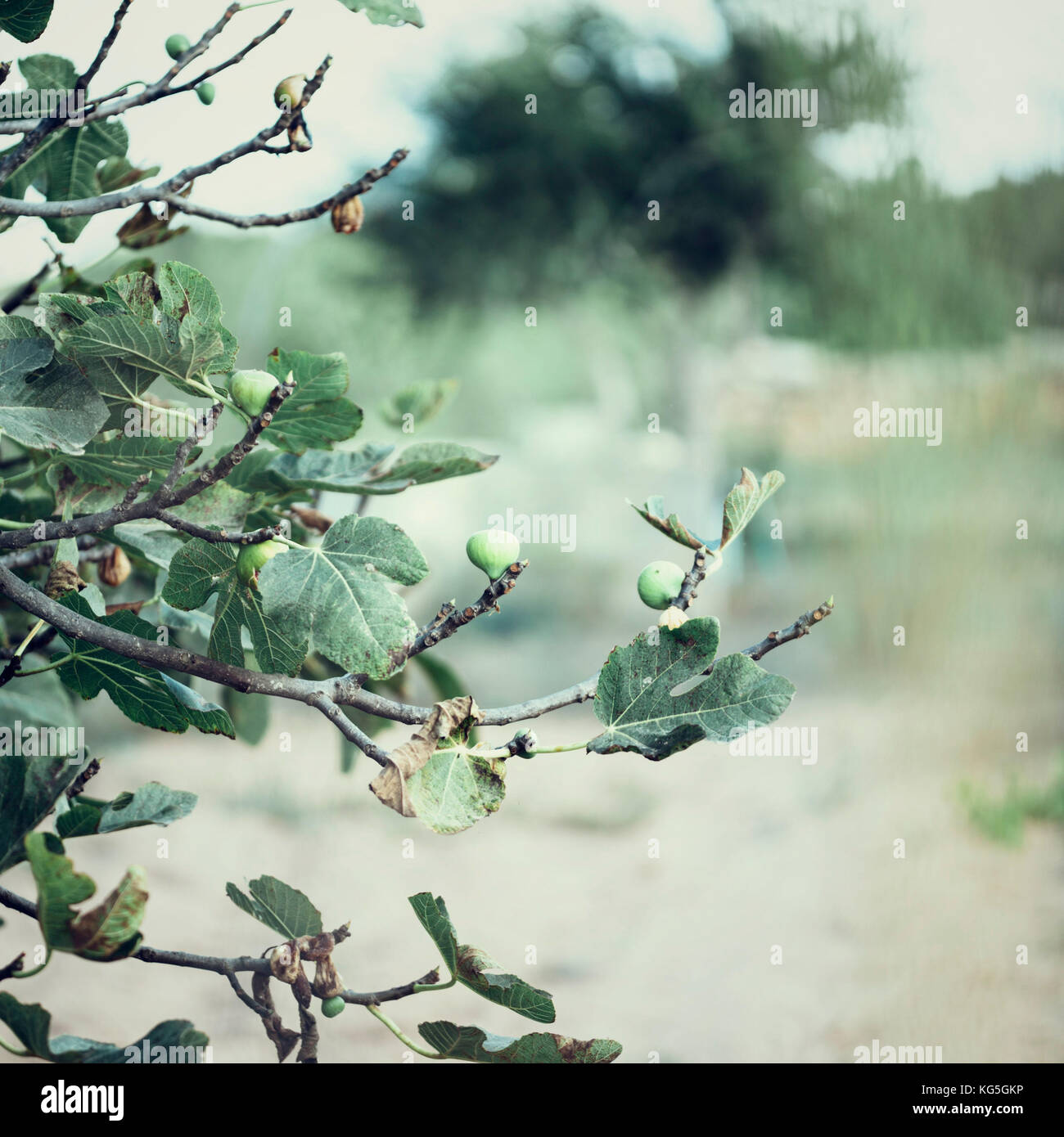 Multiple figs hi-res stock photography and images - Alamy