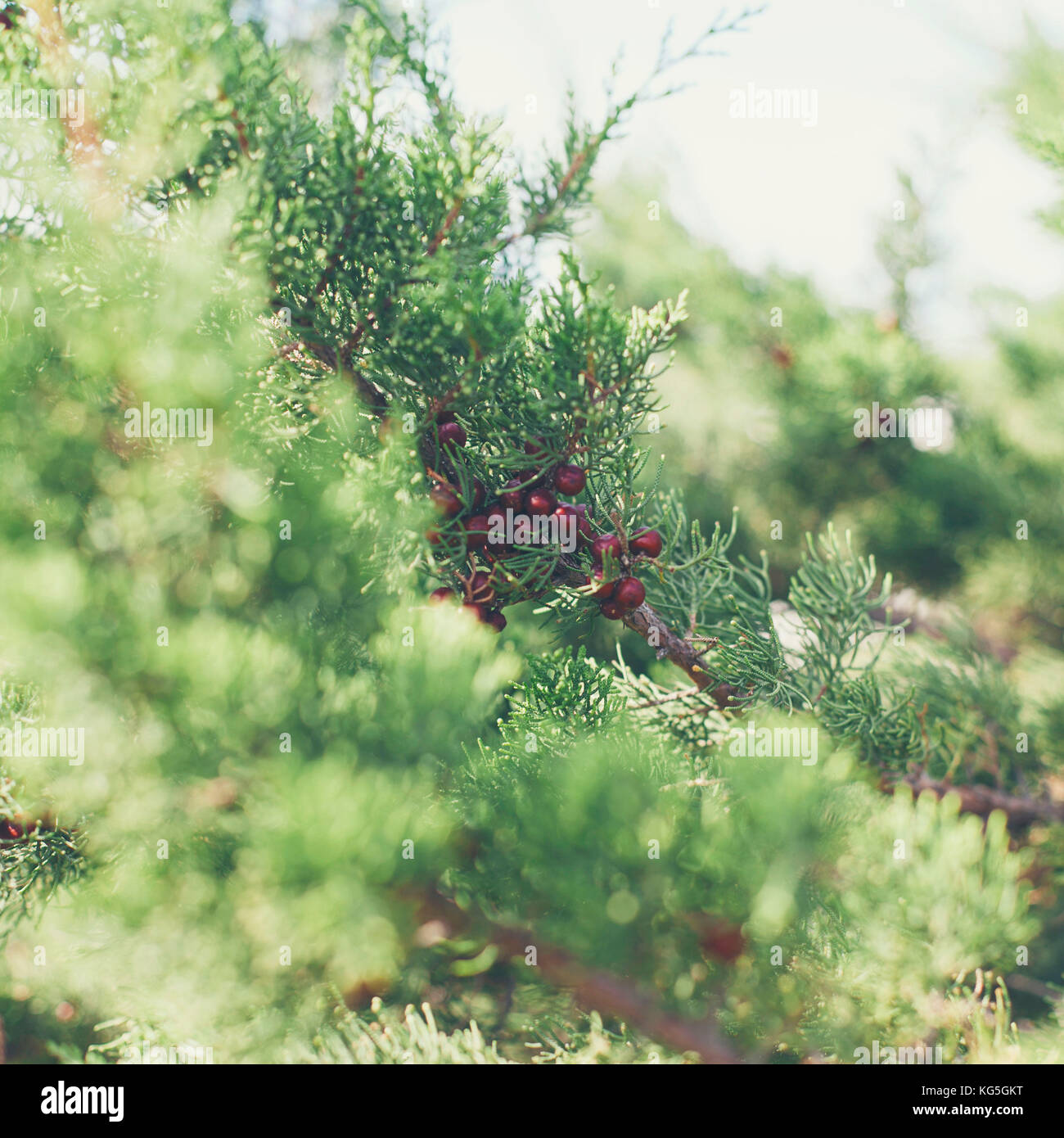 Juniper twigs hi-res stock photography and images - Alamy