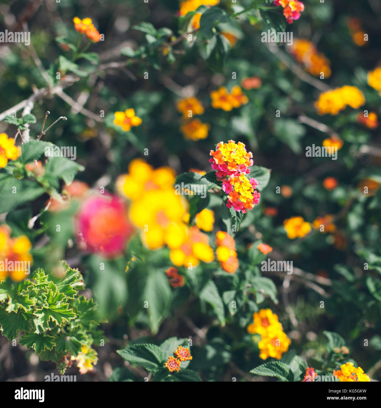 Flora at Formentera Stock Photo - Alamy