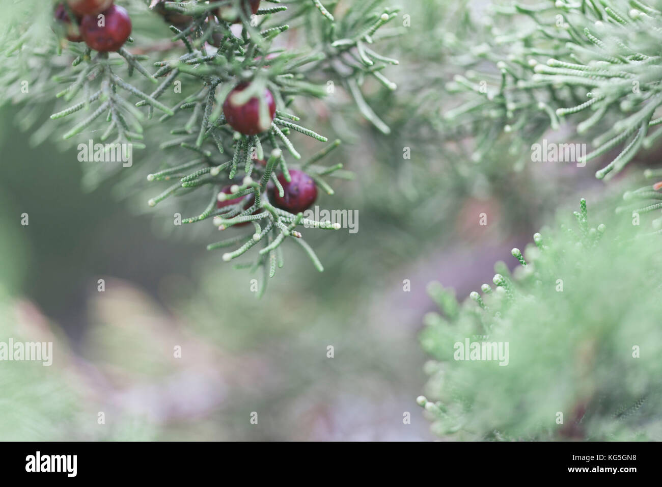 Juniper family hi-res stock photography and images - Alamy