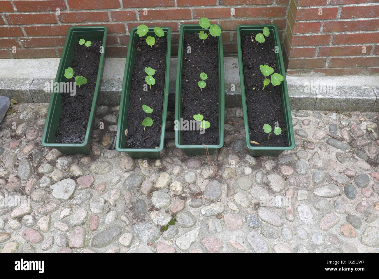 Nasturtium in window boxes, too wet ground, drunken Stock Photo - Alamy