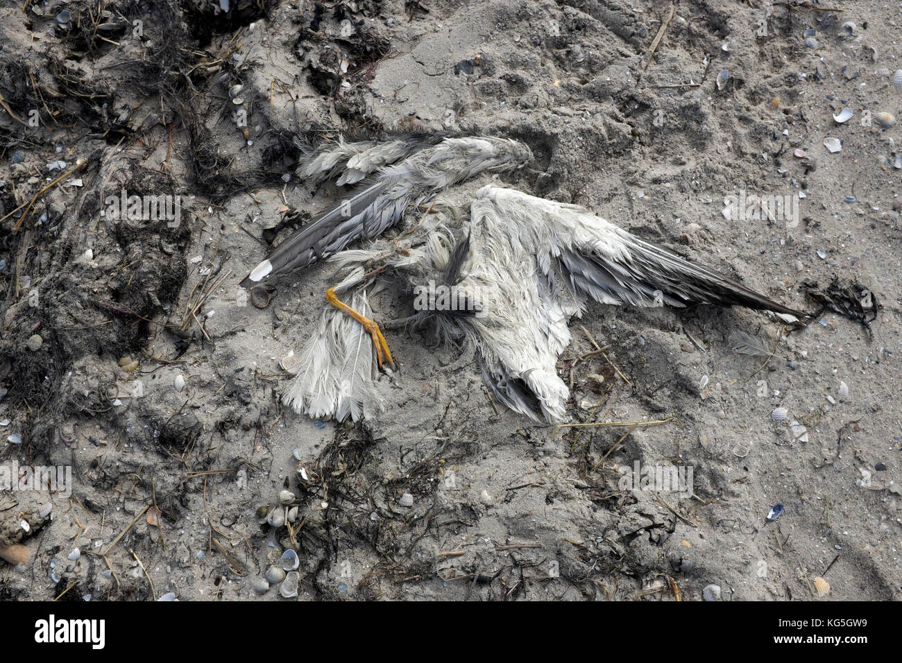 Died on the beach hi-res stock photography and images - Alamy