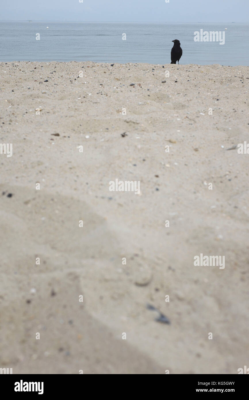 North island crow hi-res stock photography and images - Alamy