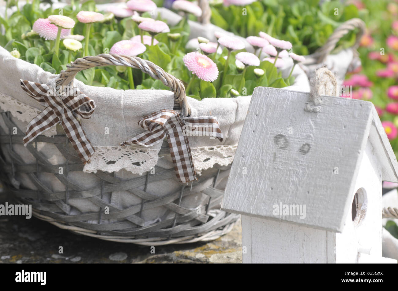 White nesting box and daisy in the basket, Bellis perennis Stock Photo ...
