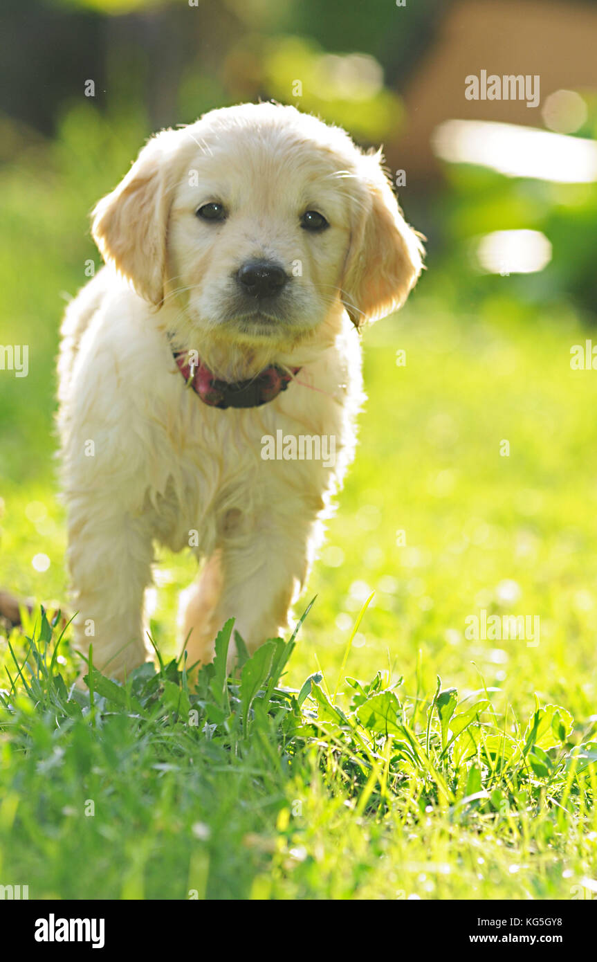 Golden retriever dog puppy in the garden, close-up Stock Photo - Alamy