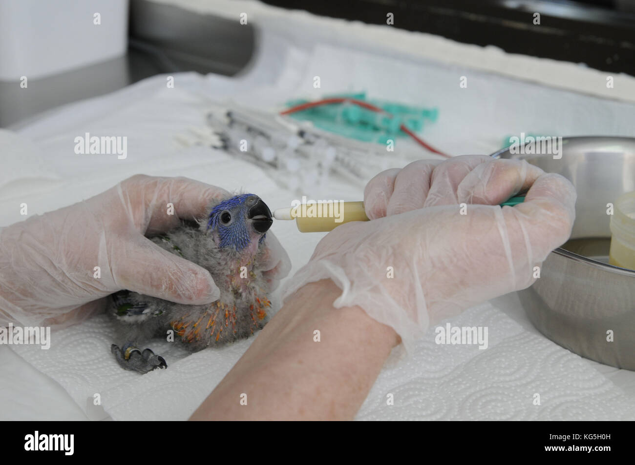 Parrot fledgling is fed in breeding station by hand hi-res stock ...