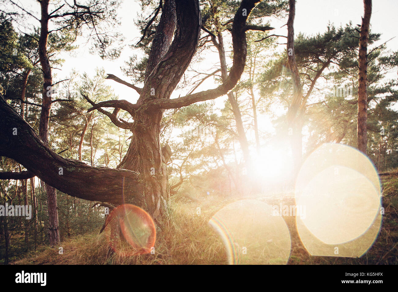 Sunlight in a forest hi-res stock photography and images - Alamy