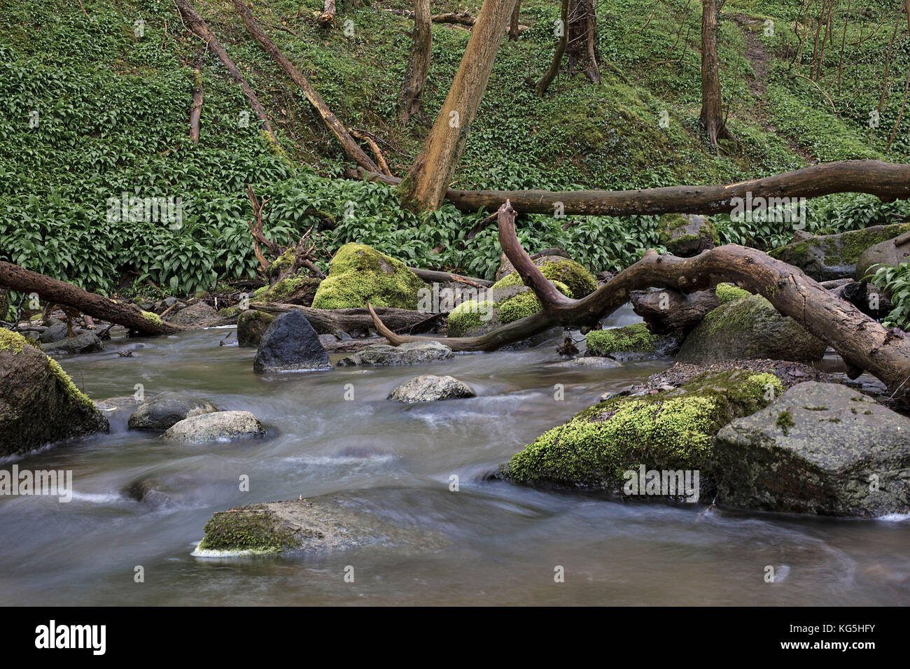 wild garlic in a forest on Bornholm, brook, branches and stones Stock ...