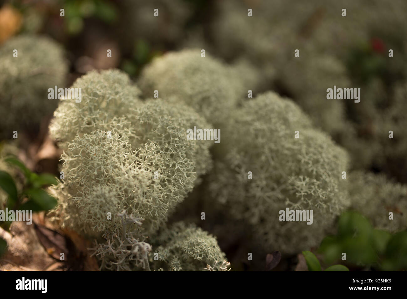 Lichen in beautiful shape Stock Photo - Alamy