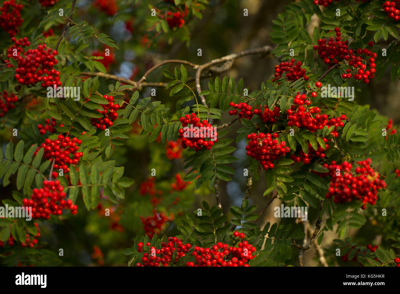 Red fall rowanberry branches hi-res stock photography and images - Alamy