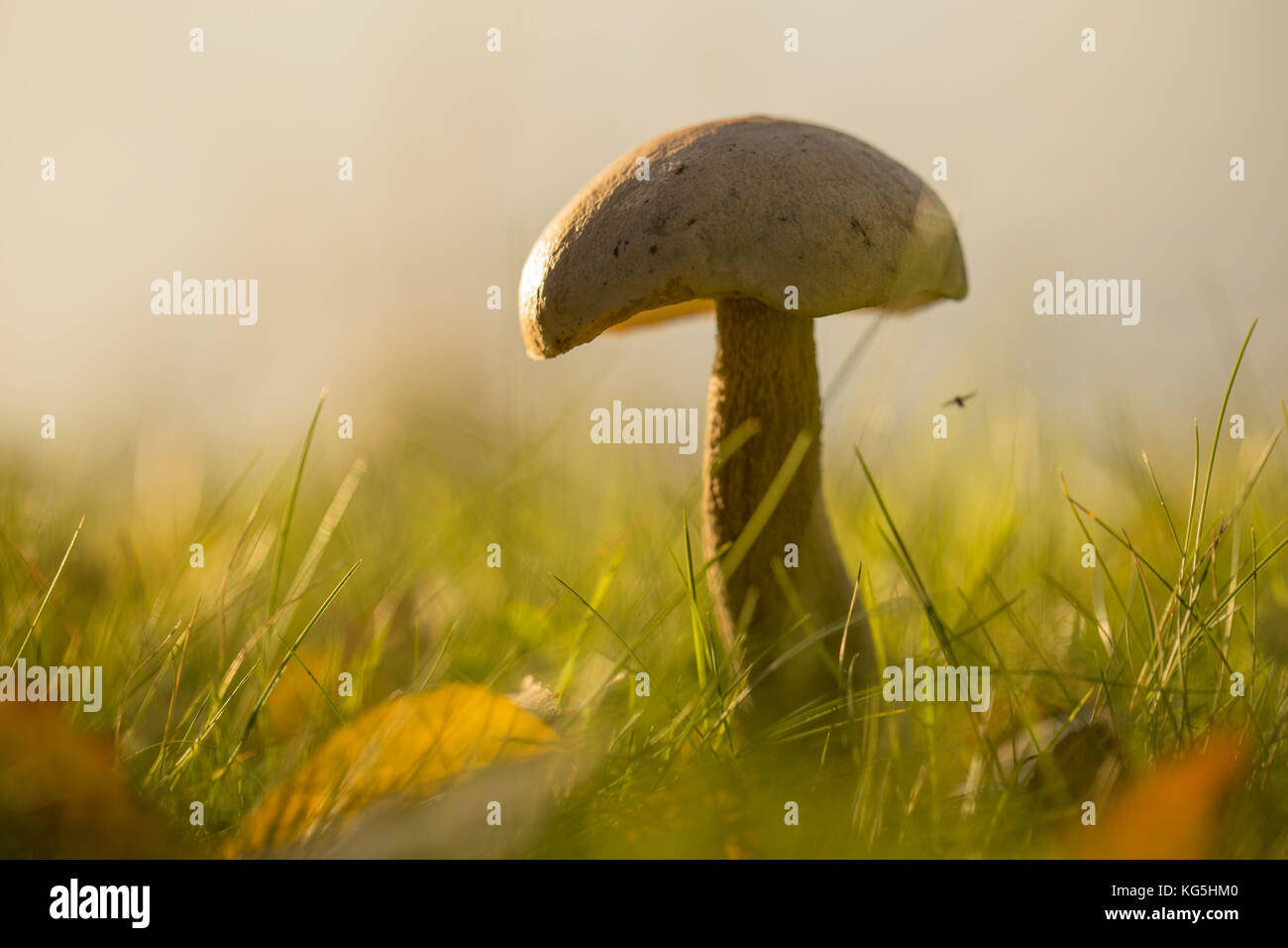 Close-up of mushroom in sun light Stock Photo - Alamy