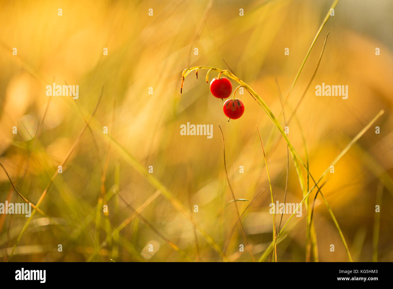 Lily Berries High Resolution Stock Photography and Images - Alamy