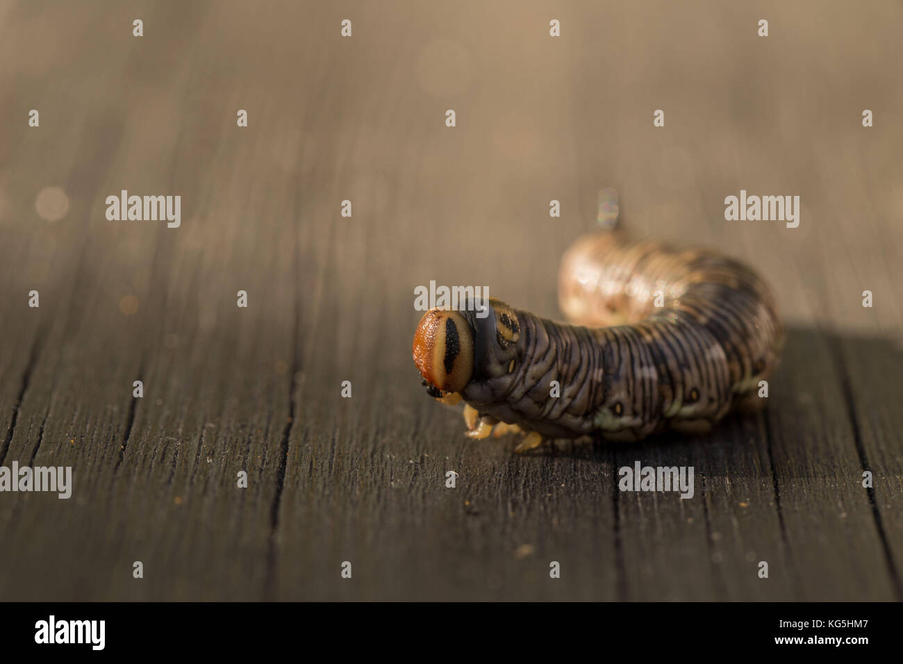 Close-up of larva of Sphinx pinastri Stock Photo - Alamy