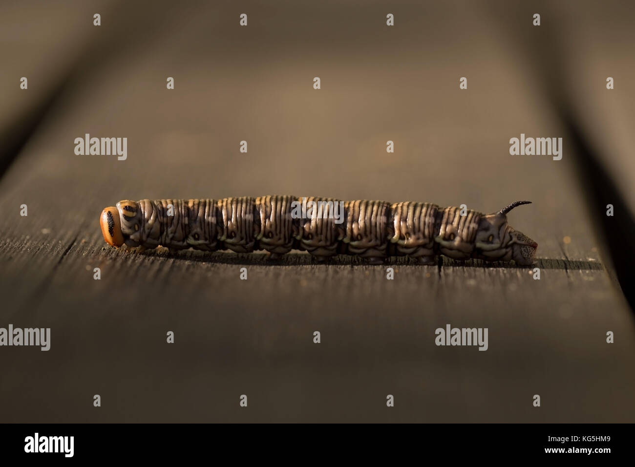 Close-up of larva of Sphinx pinastri Stock Photo - Alamy
