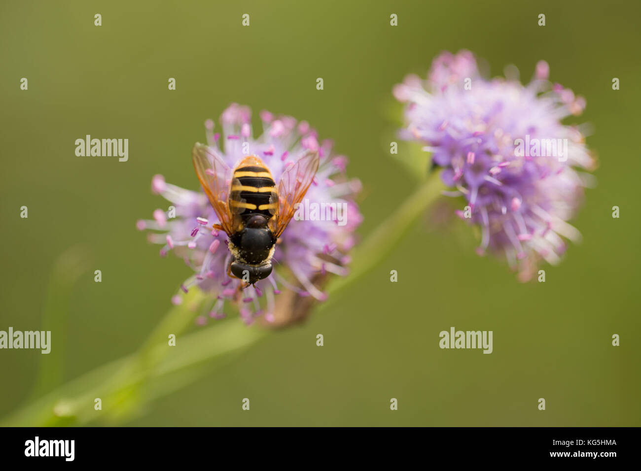 Close-up of Syrphidae with flower Stock Photo - Alamy