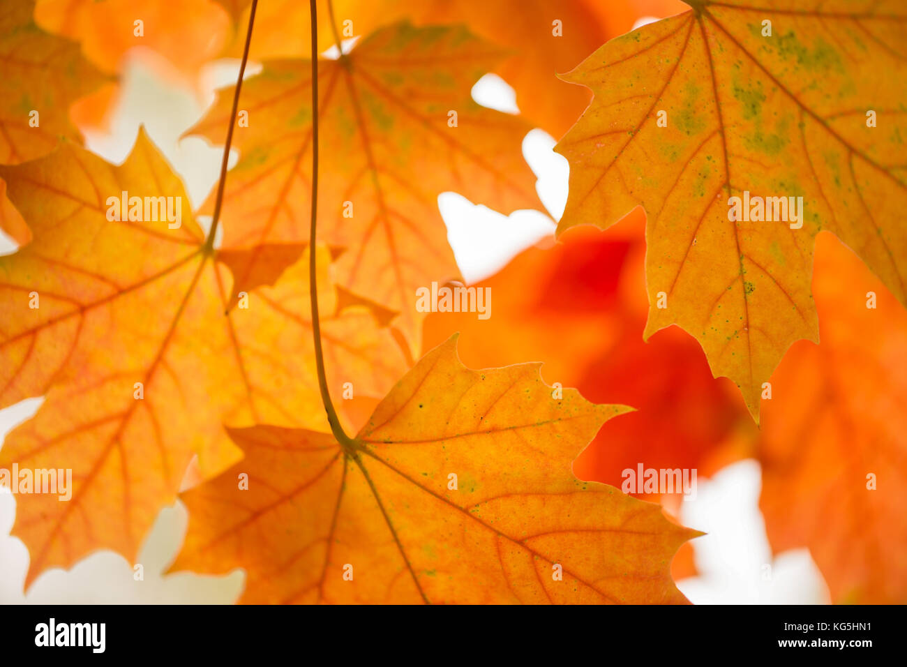 Maple Leaves Fall Colors Stock Photo - Alamy