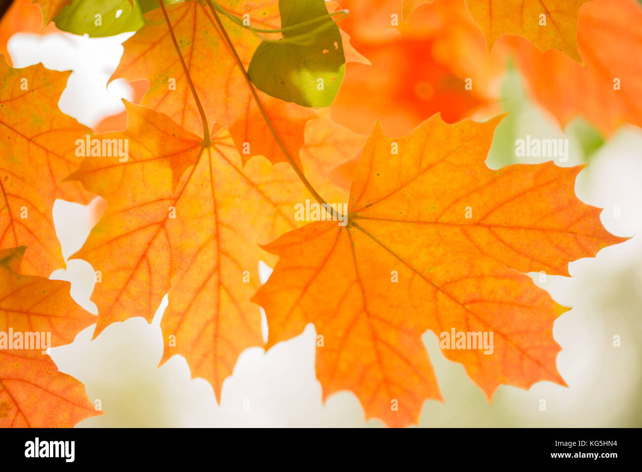 Maple Leaves In Beautiful Fall Colors Stock Photo - Alamy