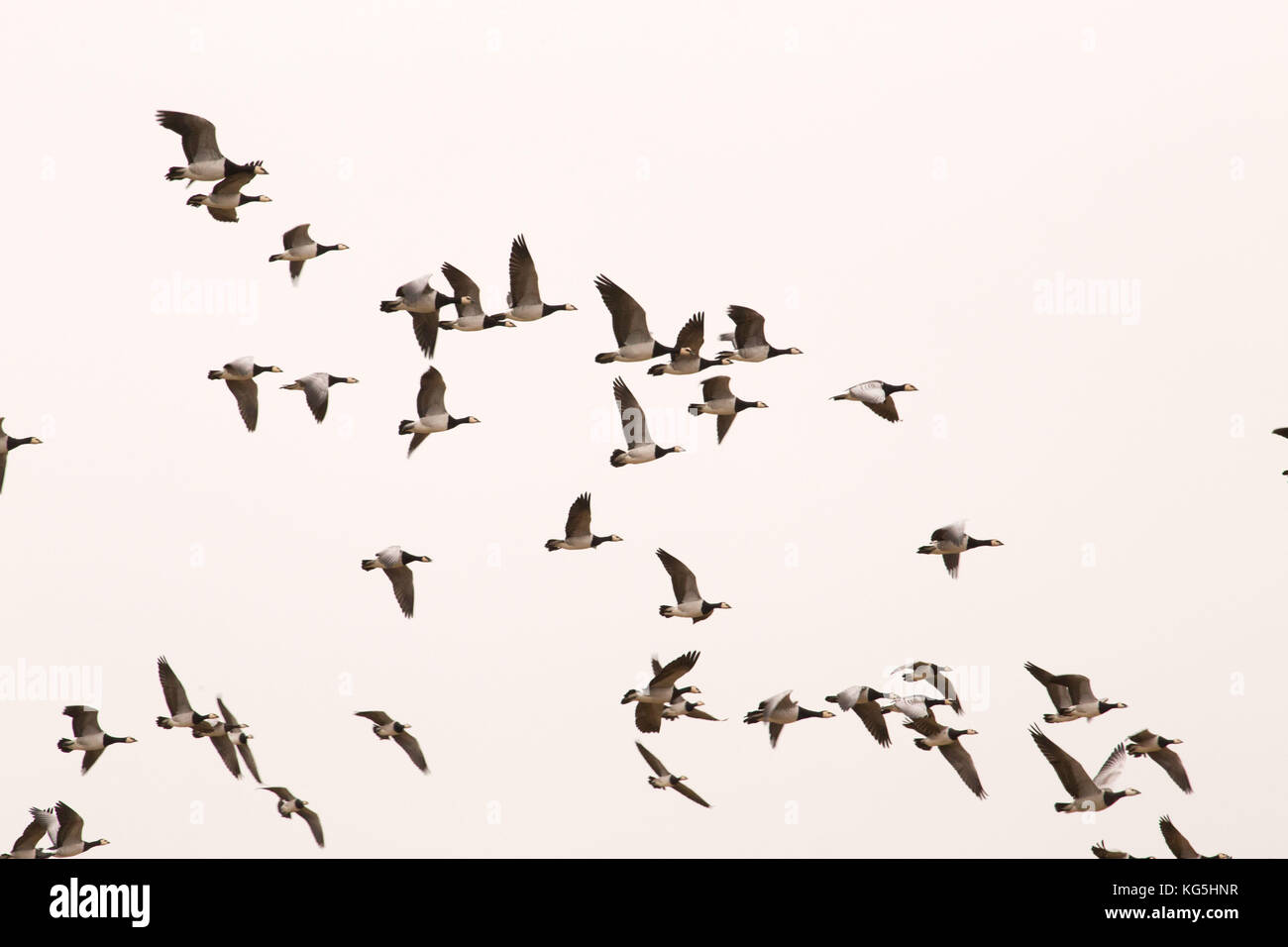 Migratory flock of birds, Barnacle goose Stock Photo - Alamy