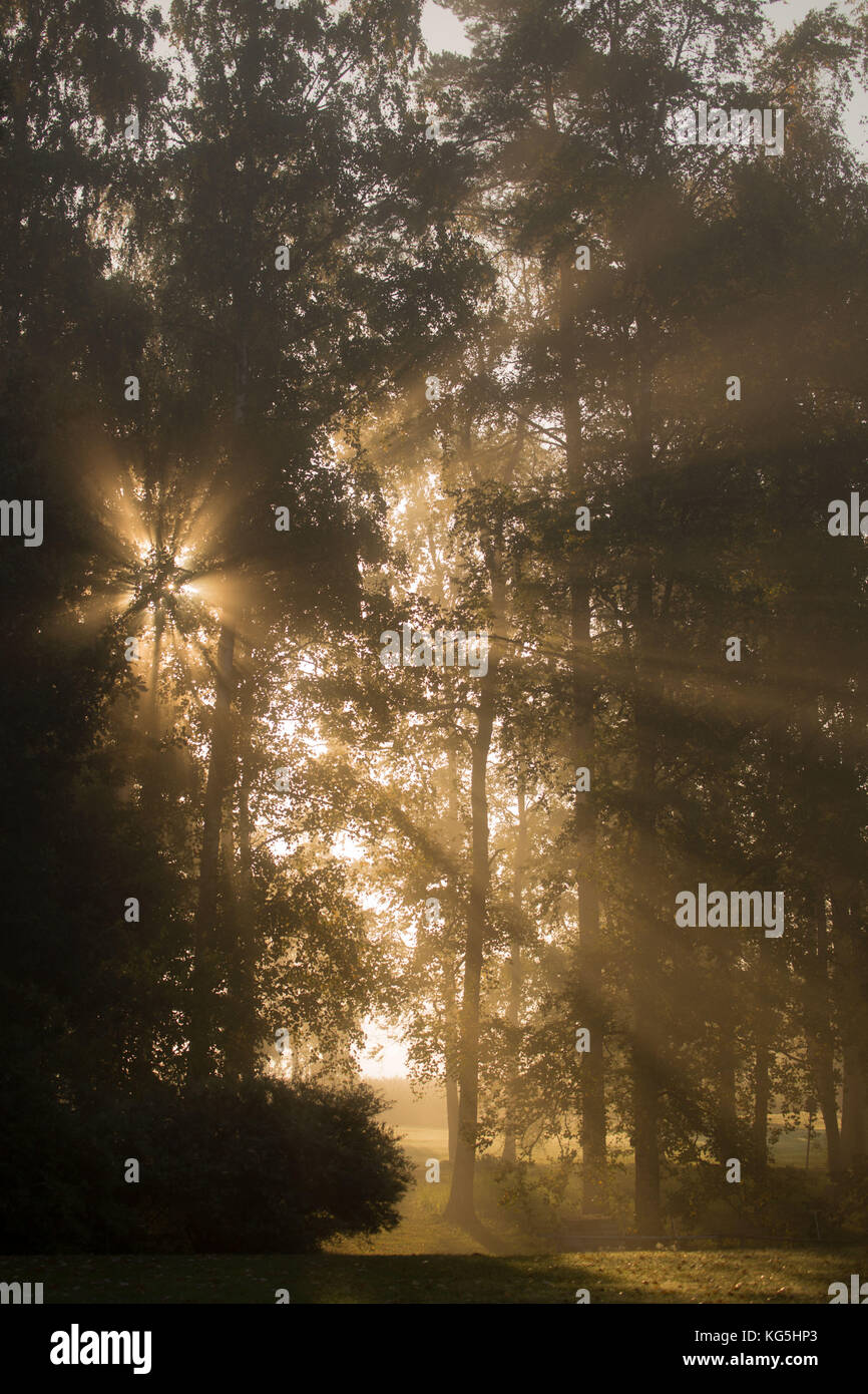 Rays sun between trees hi-res stock photography and images - Alamy