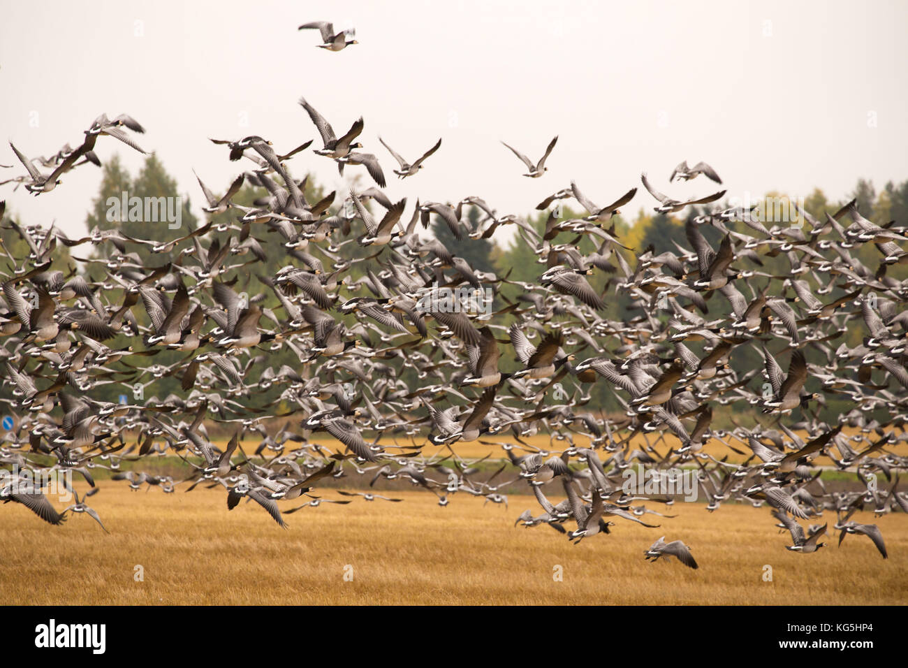 Migratory flock of birds, Barnacle goose Stock Photo - Alamy