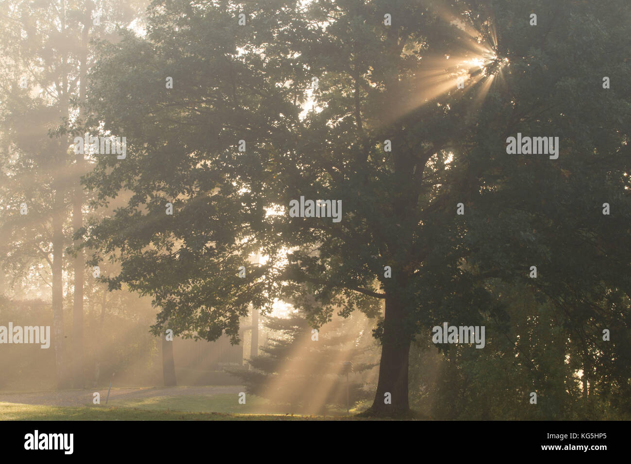 Oak tree with sun rays in misty morning Stock Photo - Alamy