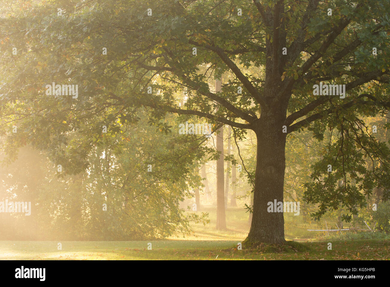 Oak tree in sunny misty morning Stock Photo - Alamy
