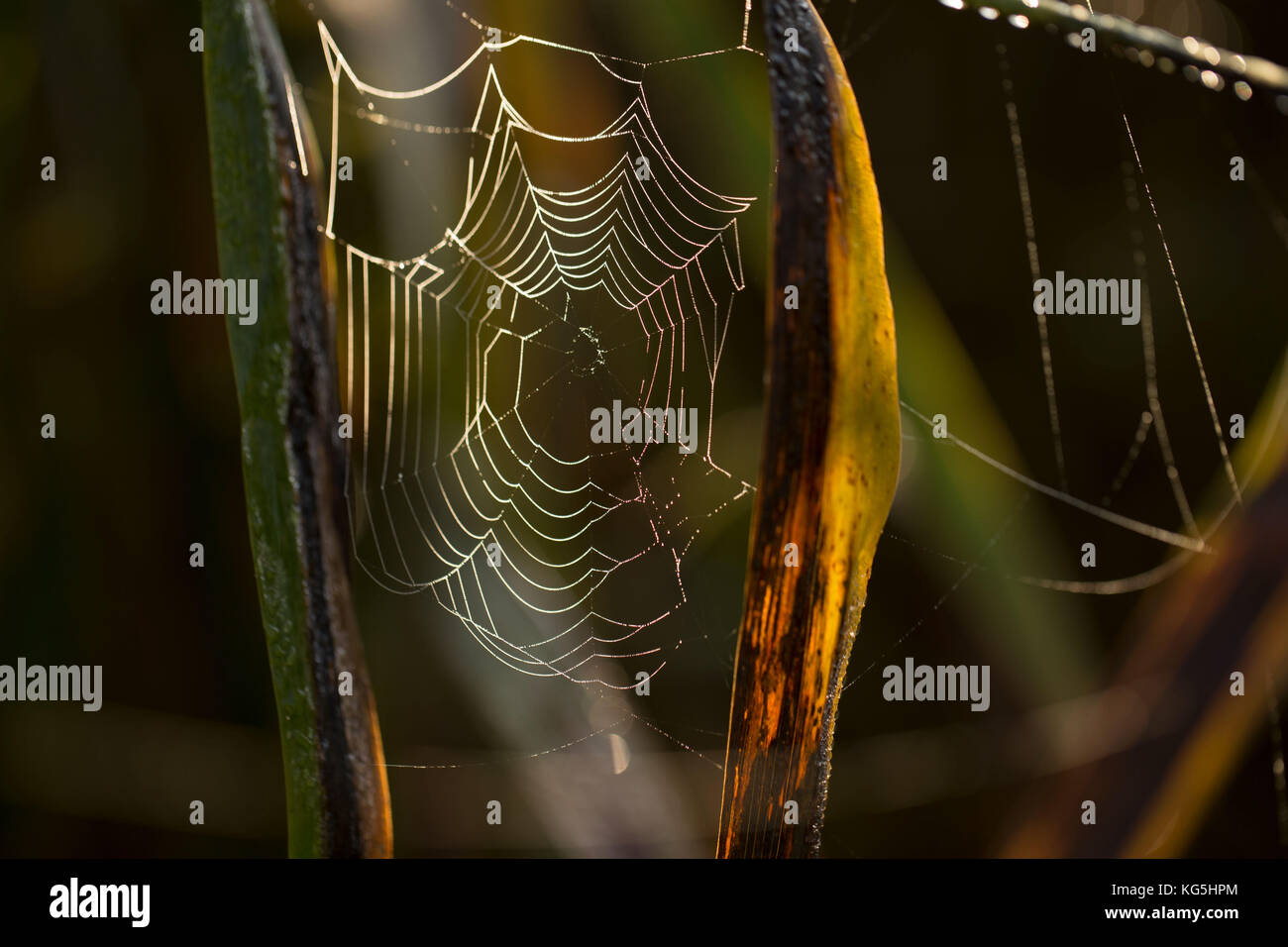 Closeup of shiny cobweb with dew, dark background Stock Photo - Alamy
