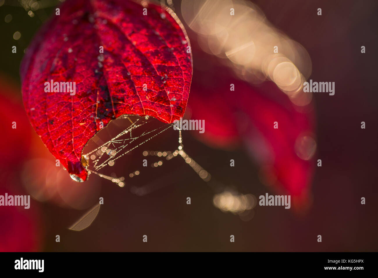 Leaf with cobweb hi-res stock photography and images - Alamy