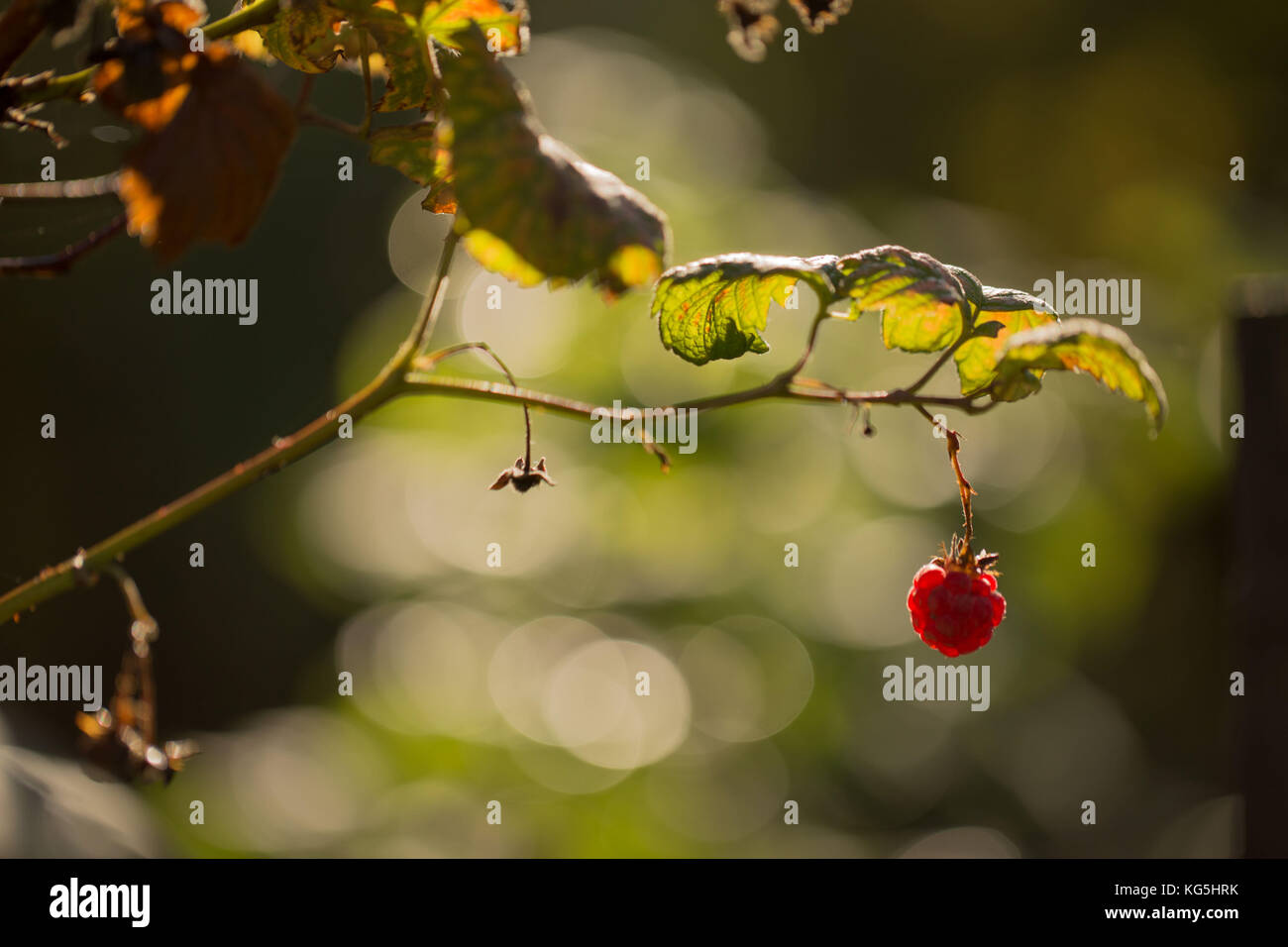 Raspberry branch hi-res stock photography and images - Alamy