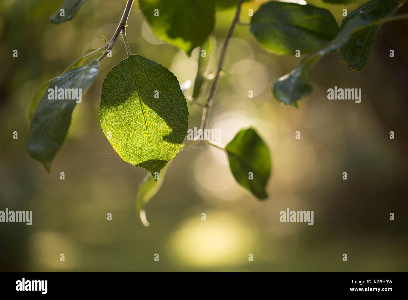 Apple tree leaves hi-res stock photography and images - Alamy