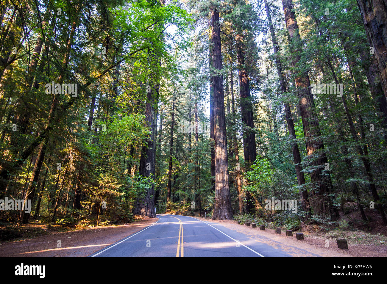 Giant redwood trees hi-res stock photography and images - Alamy