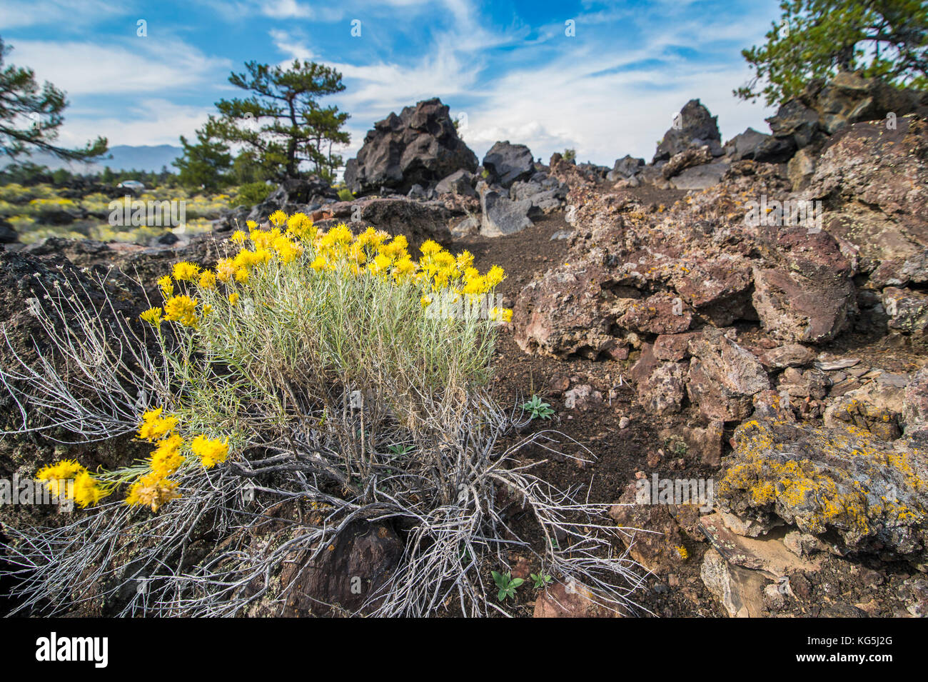 Blooming flowers in a volcanic landscape, Craters of the moon National ...