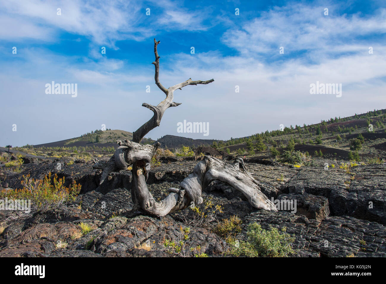 Dead tree in a volcanic landscape, Craters of the moon National Park ...